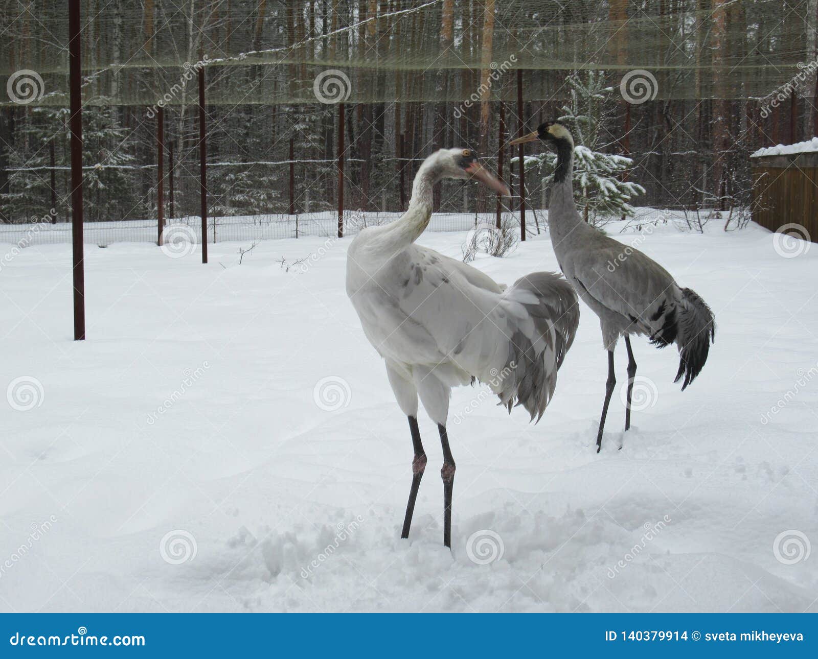 Crane stock photo. Image of nature, snow, winter, crane - 140379914