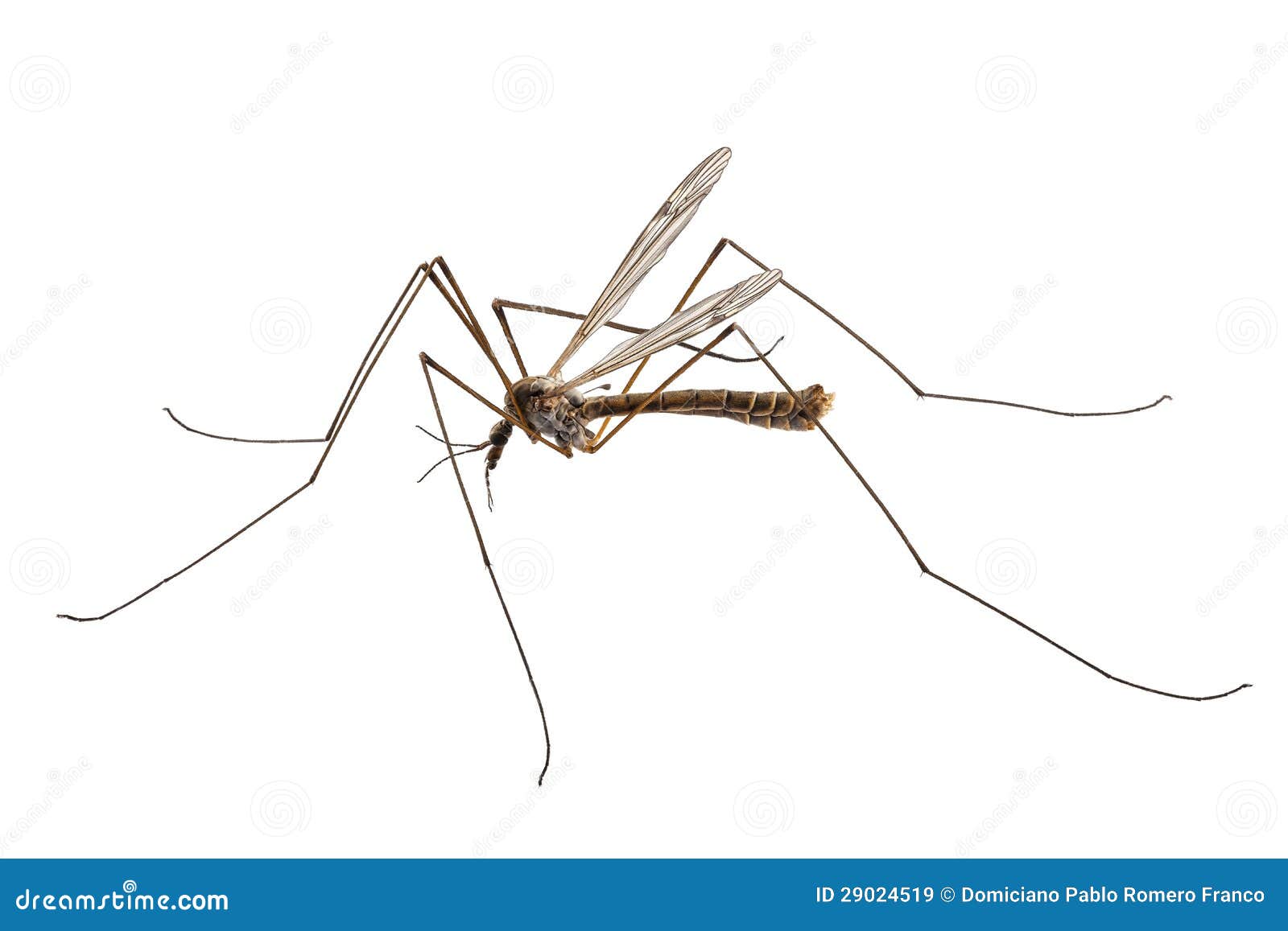 Cranefly Species Tipula Oleracea Stock Image - Image of winged, white ...