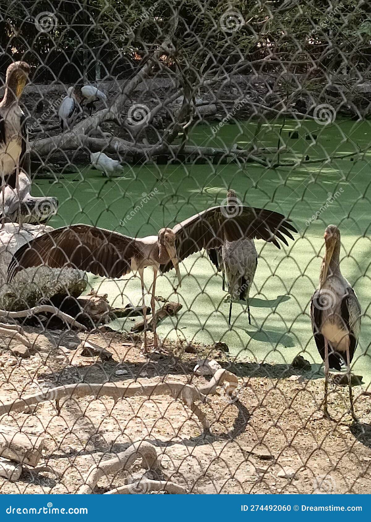 Cranes Craning at the Zoo stock photo. Image of cranes - 274492060