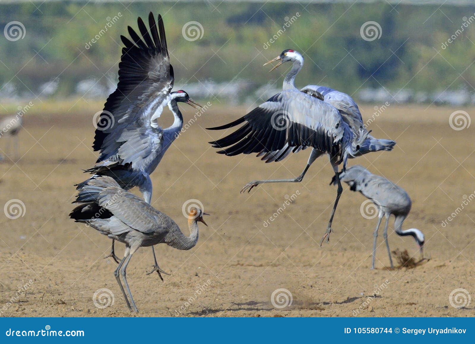 Cranes Dancing in the Field. Stock Photo - Image of migration, migrant ...