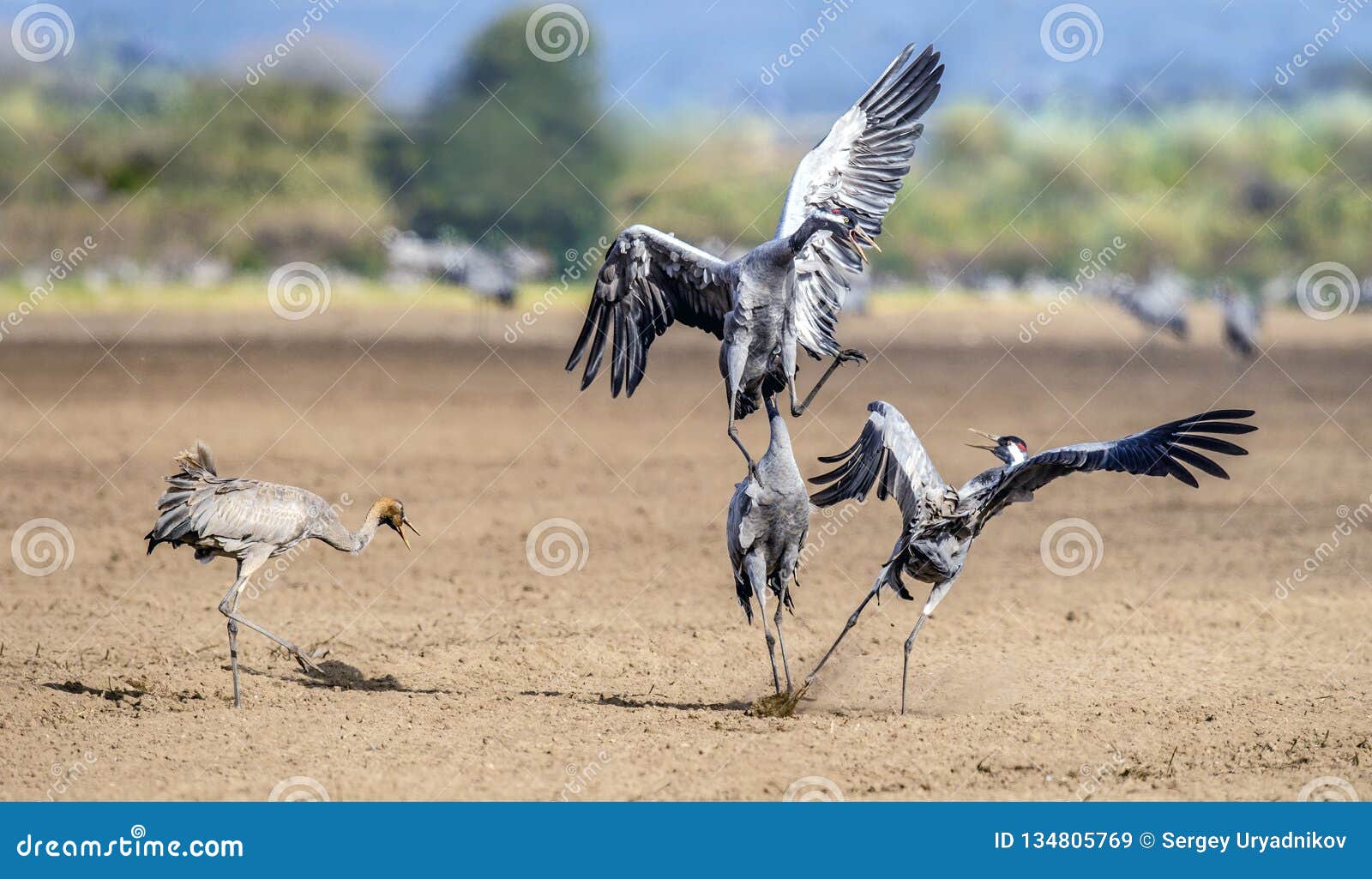 Cranes Dancing in the Field. the Common Crane Grus Grus, Also Known As ...