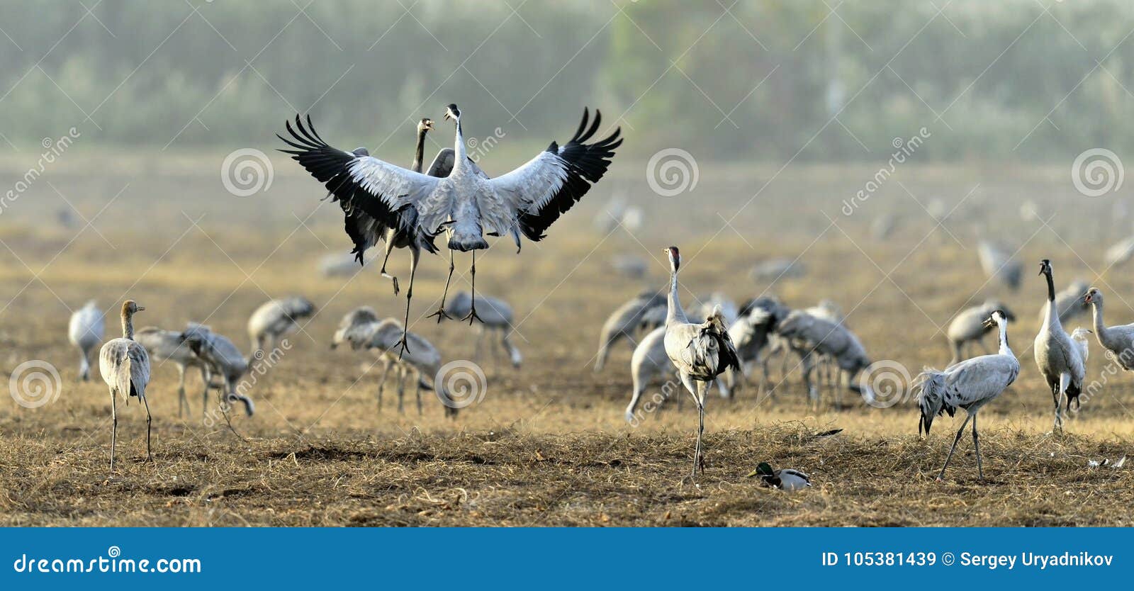 Cranes Dancing in the Field. Common Crane Grus Grus, Eurasian Crane ...