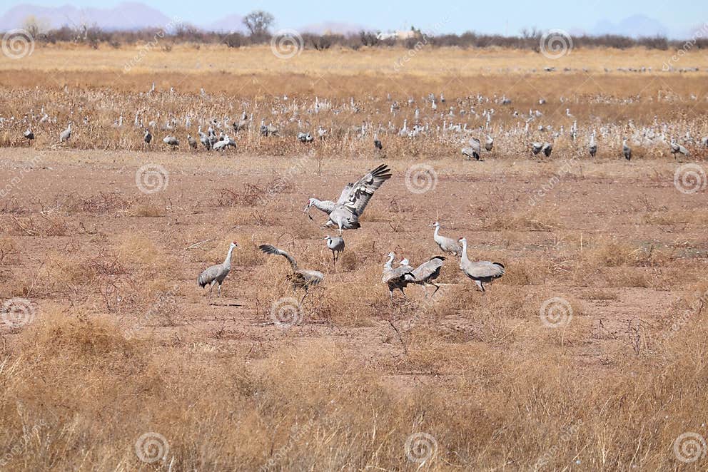 Cranes stock photo. Image of fight, cranes, whitewater - 67291912
