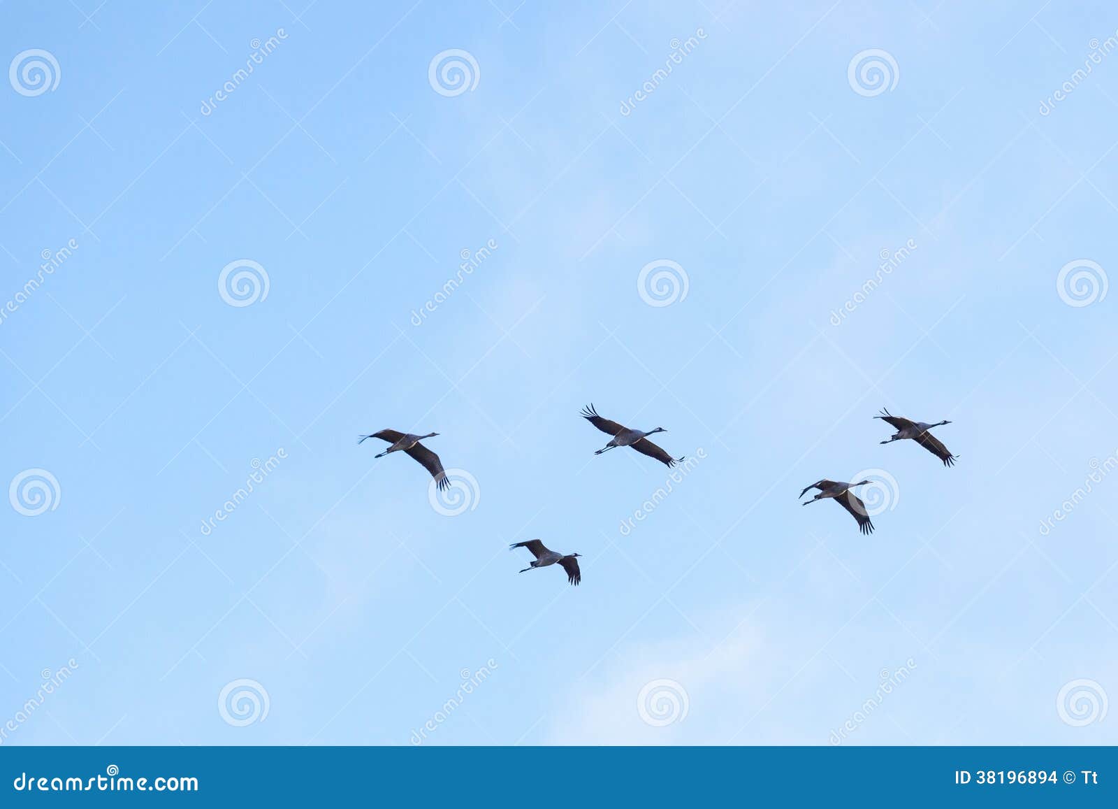 Cranes flying stock photo. Image of grus, spring, animals - 38196894