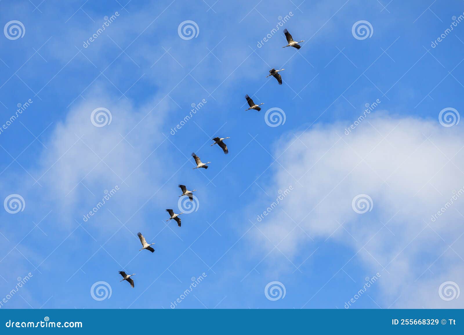 Cranes Flying in Formation on the Blue Sky Stock Image - Image of flight, outdoor: 255668329