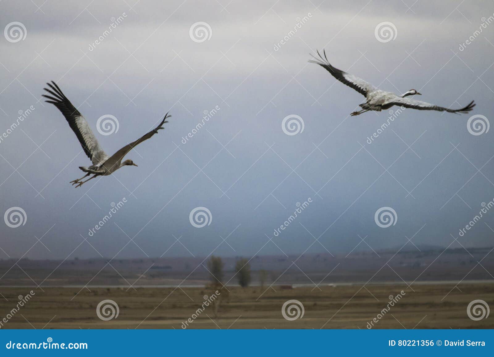Cranes flying over fields stock photo. Image of land - 80221356