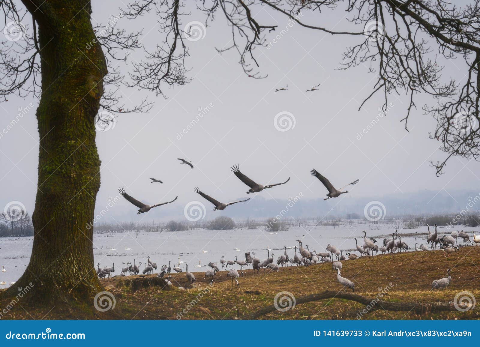 Cranes Flying Over the Lake. Stock Image - Image of hornborgasjapara ...