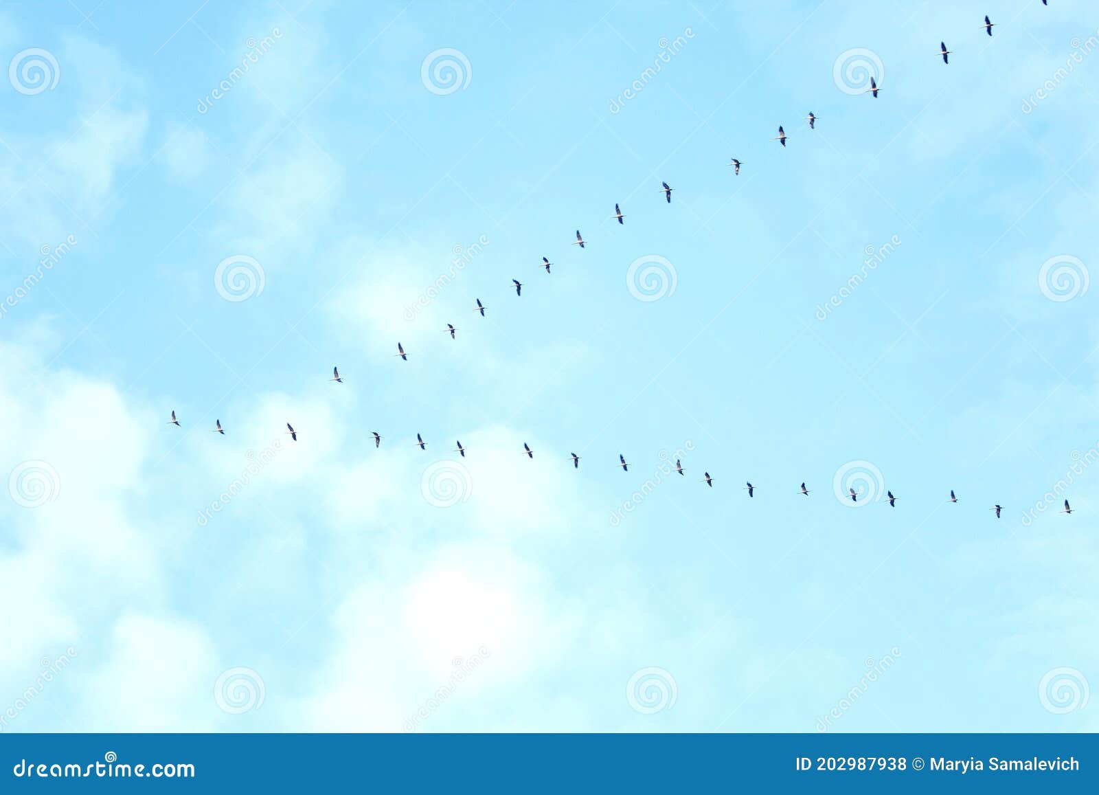 Cranes, Lined Up in a Wedge, Fly Across the Sky Stock Photo - Image of ...