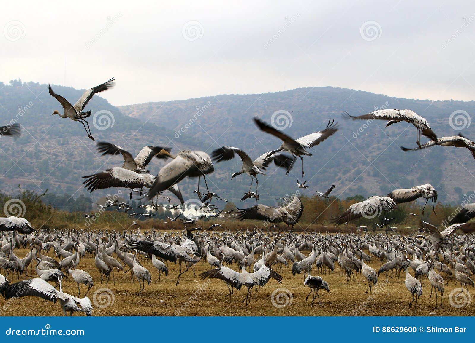 The cranes in the swamp stock photo. Image of flock, cranes - 88629600