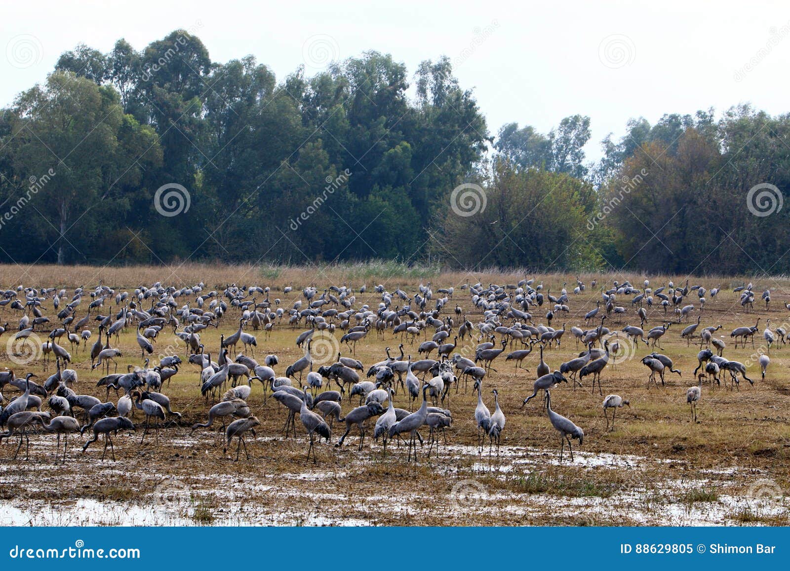 The cranes in the swamp stock image. Image of birds, horizon - 88629805