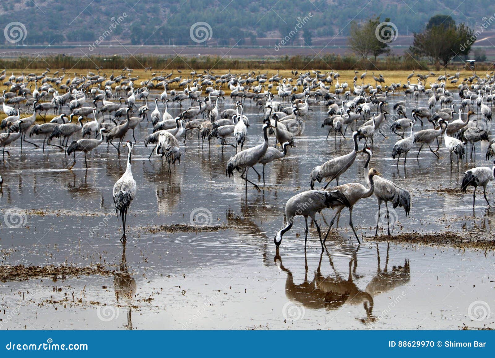 The cranes in the swamp stock photo. Image of horizon - 88629970