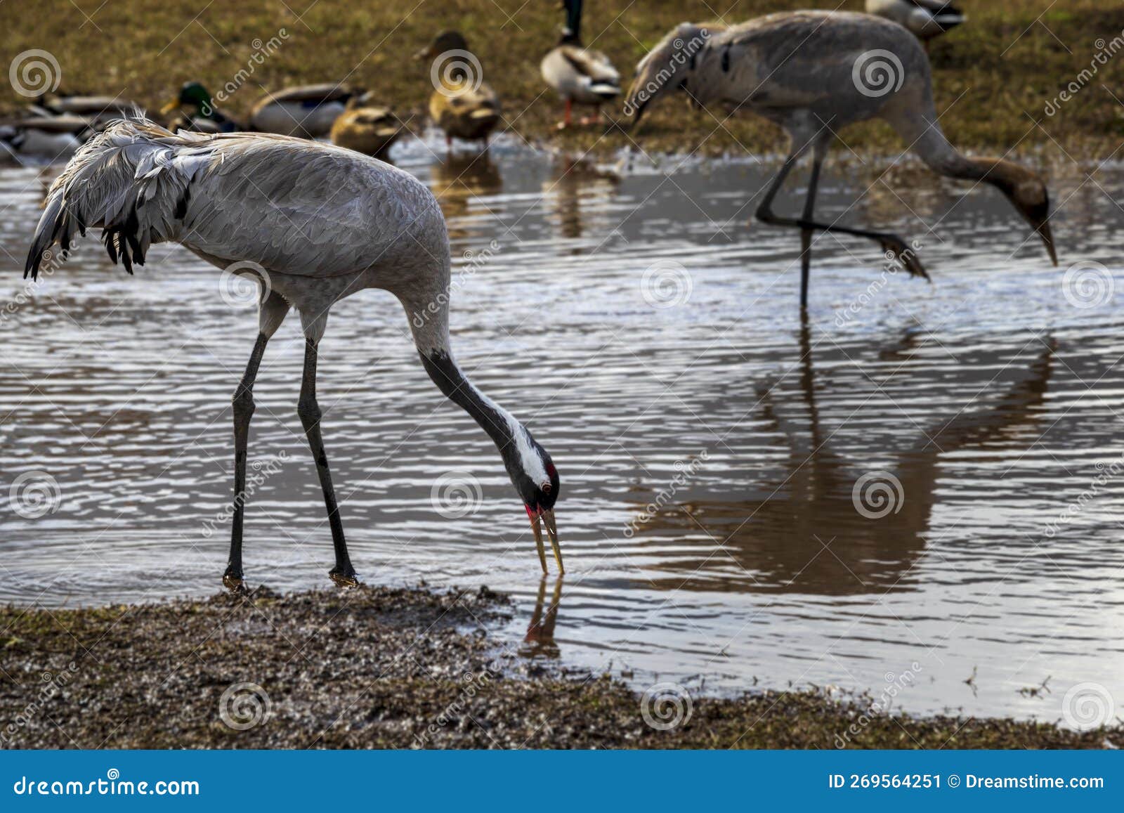 Cranes in the swamp stock image. Image of animals, wildlife - 269564251