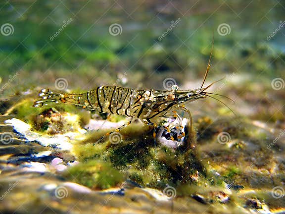 Crangon Crangon - Common Shrimp Stock Image - Image of mediterranean ...