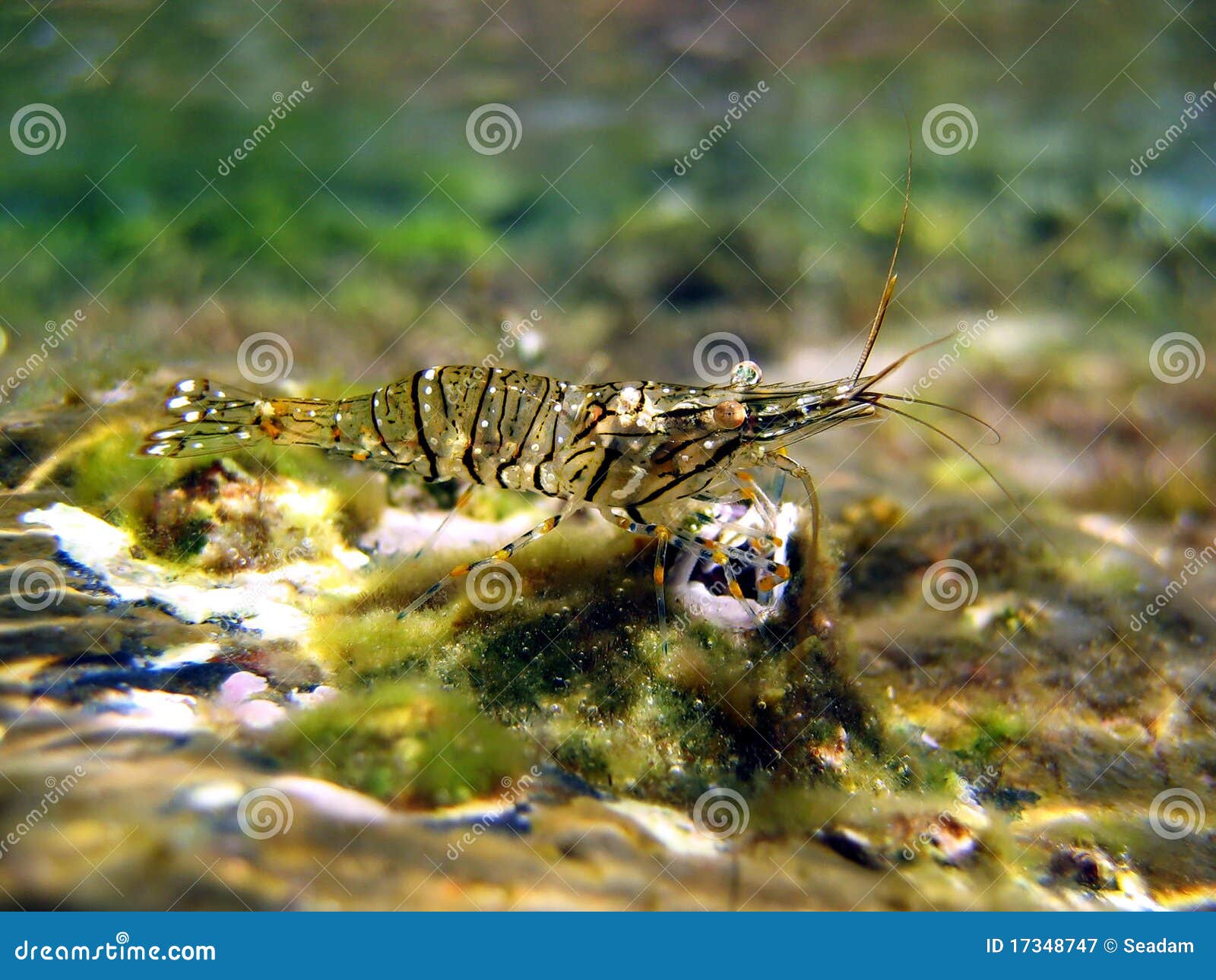 Crangon pospolita garnela obraz stock. Obraz złożonej z widok - 17348747