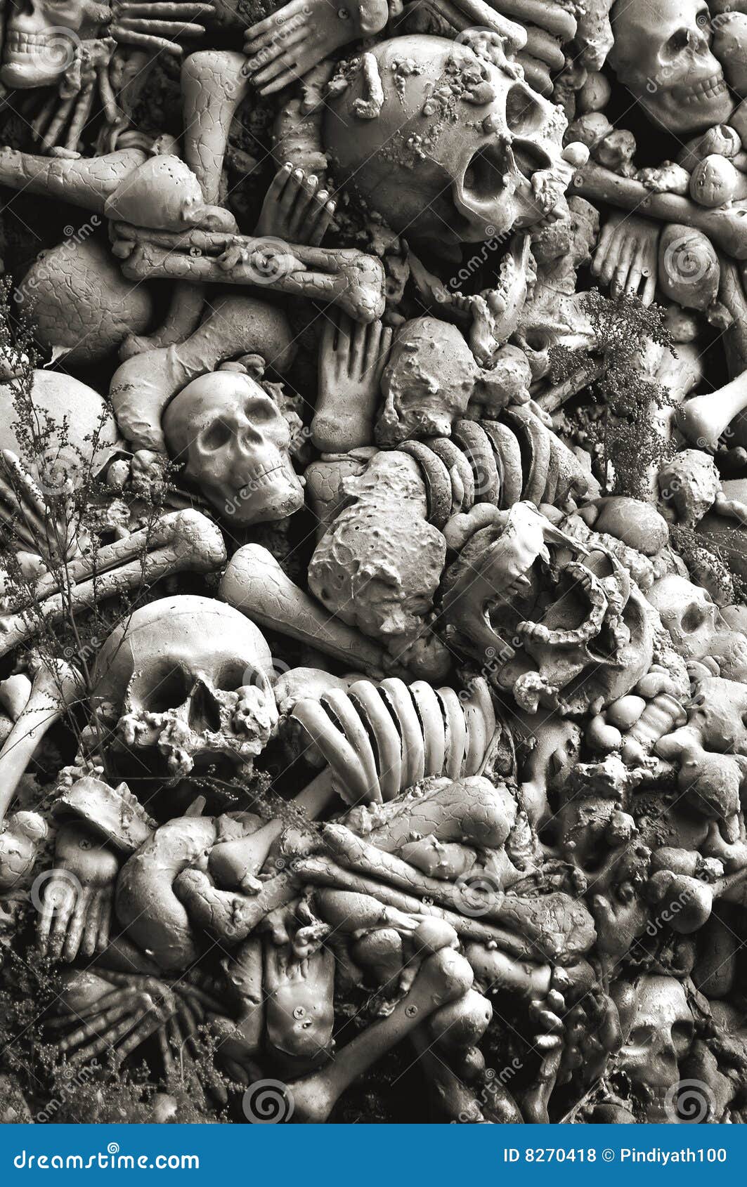 Crani ed ossa fotografia stock. Immagine di faccia, biologia - 8270418