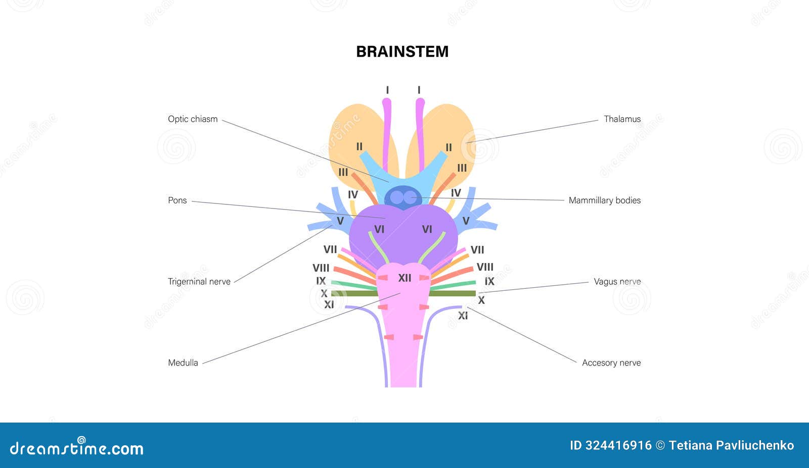 Cranial nerves anatomy stock vector. Illustration of trigeminal - 324416916 Cranial nerves anatomy stock vector. Illustration of trigeminal - 324416916