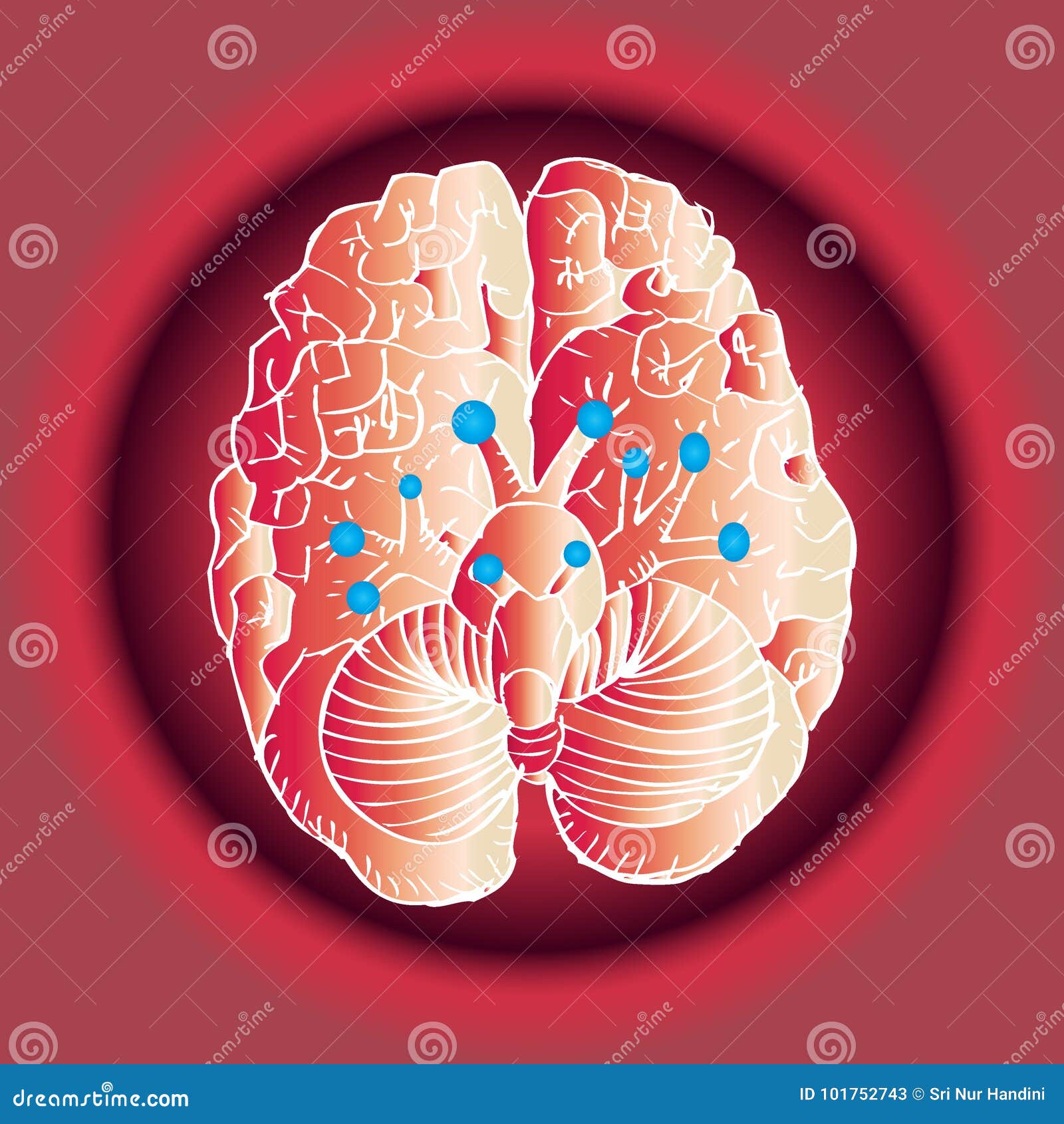 Cranial Nerves stock vector. Illustration of cerebral - 101752743