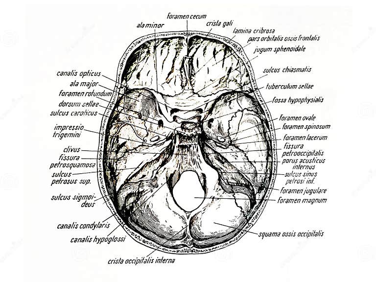 Cranial Section Drawing and Its Components Stock Illustration ...