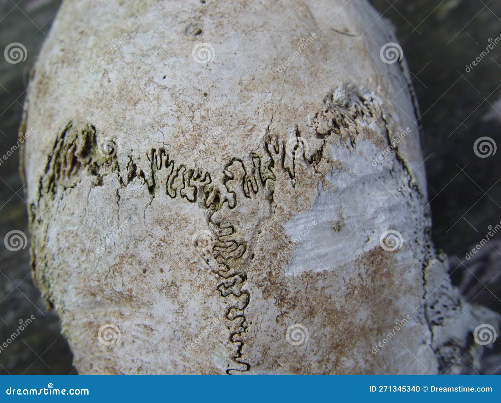 Cranial Sutures on a Freshly Gnawed Animal Skull Stock Photo - Image of ...