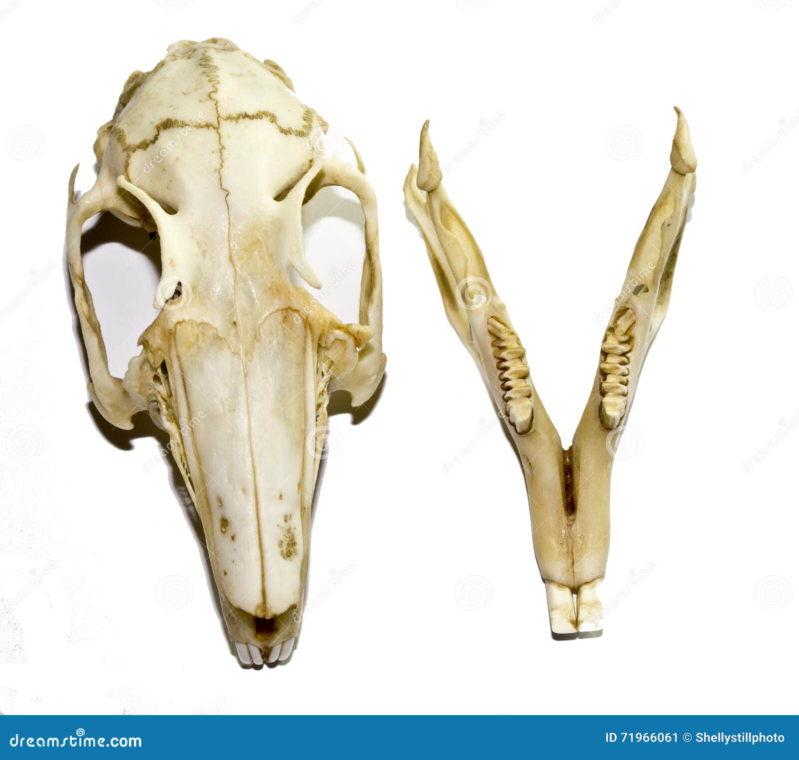 Cranio del coniglio immagine stock. Immagine di inquietante - 71966061