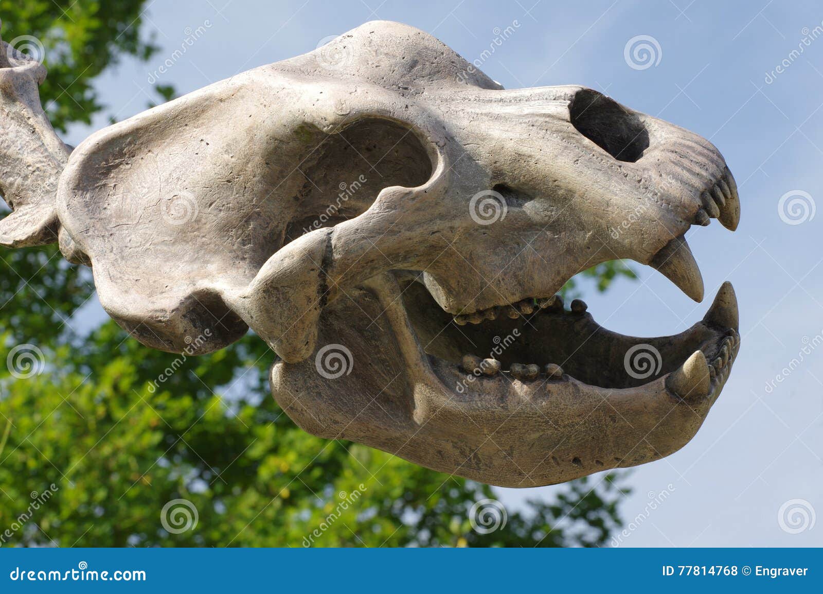 Cranio Dell'orso Della Caverna Preistorico Fotografia Stock - Immagine ...