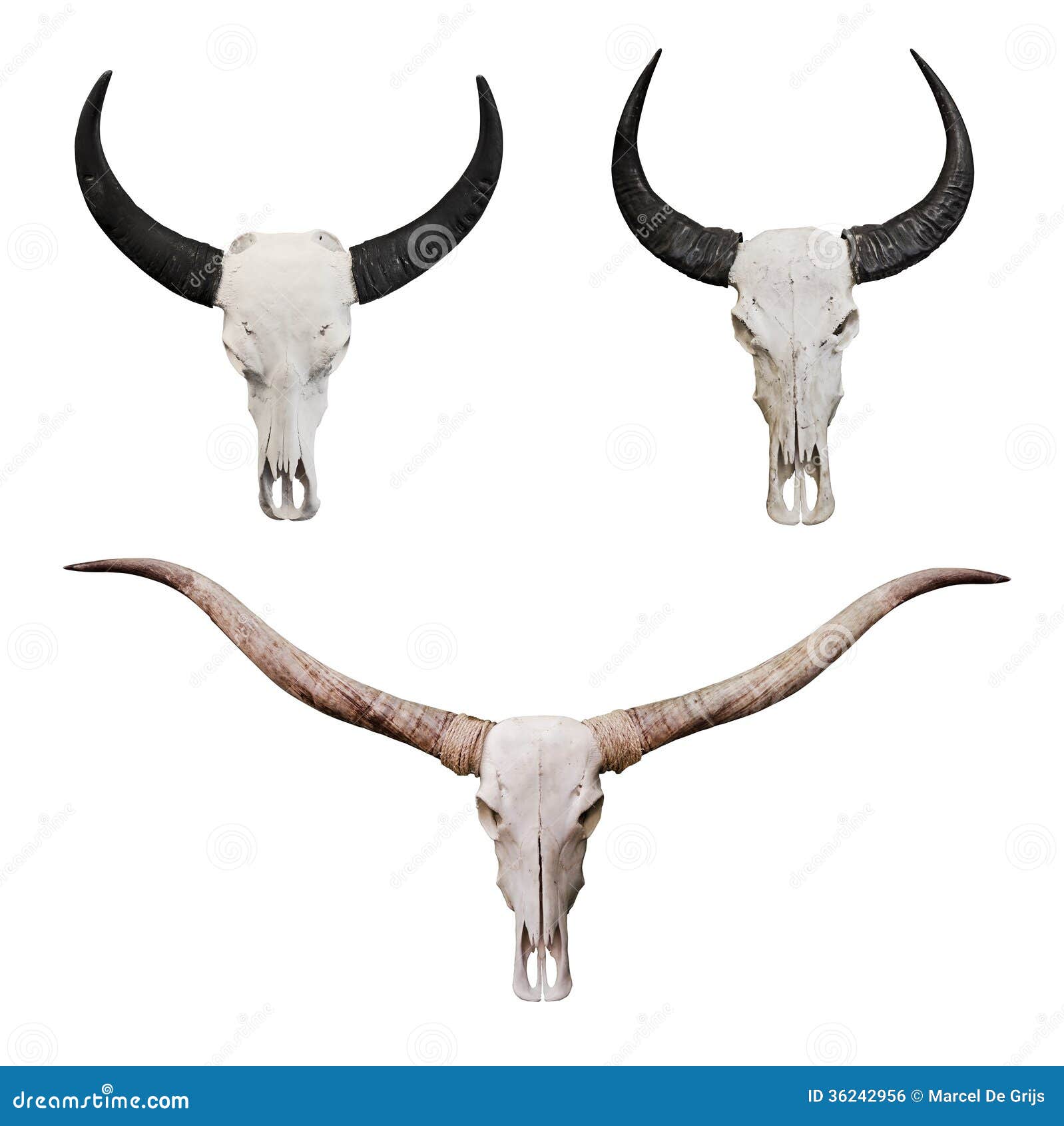 Cranio Della Testa Del Toro O Del Bue Fotografia Stock - Immagine di ...