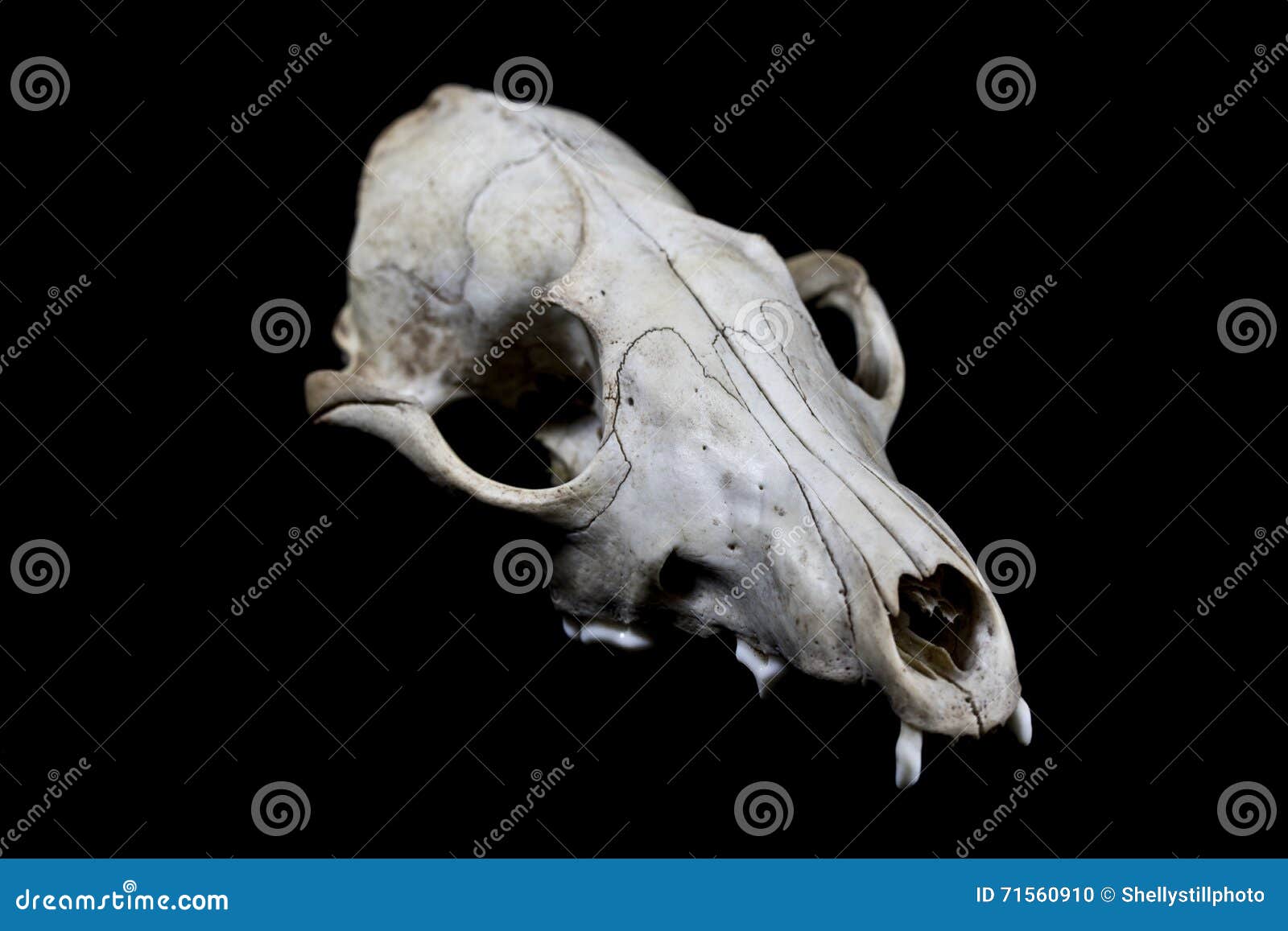 Cranio Di Fox Su Fondo Nero Fotografia Stock - Immagine di orrore ...