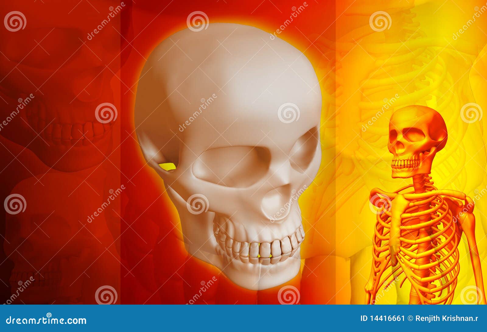 Cranio Di Scheletro Ed Umano Illustrazione di Stock - Illustrazione di ...