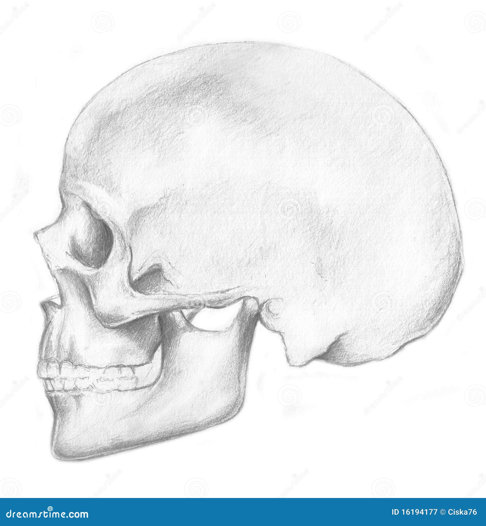 Cranio - scheletro illustrazione di stock. Illustrazione di uomo - 16194177
