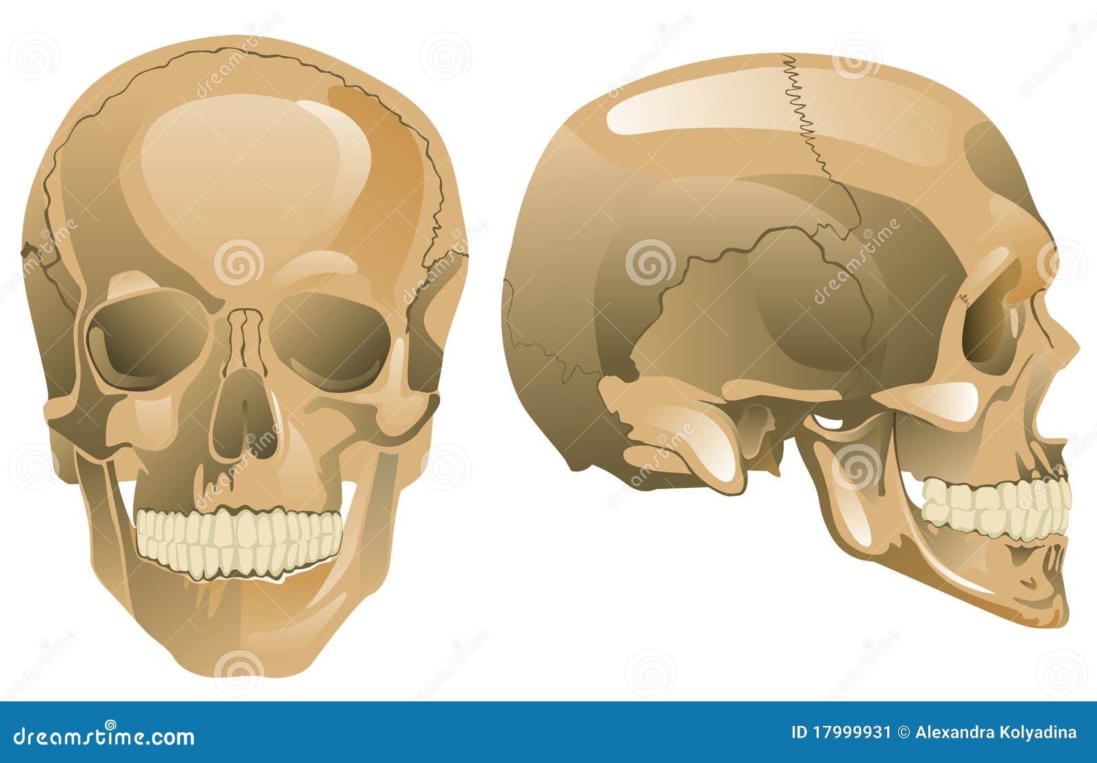 Cranio umano illustrazione vettoriale. Illustrazione di biologia - 17999931