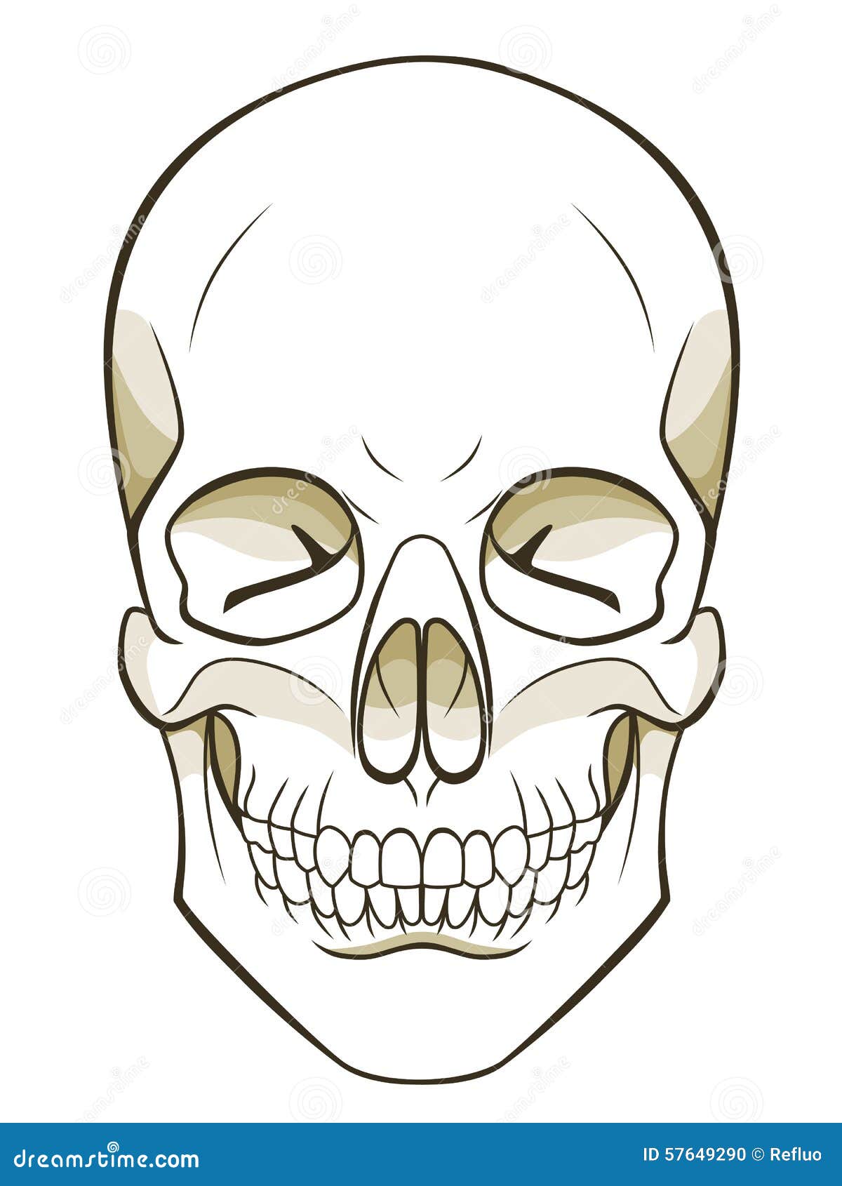 Cranio umano illustrazione vettoriale. Illustrazione di cranio - 57649290