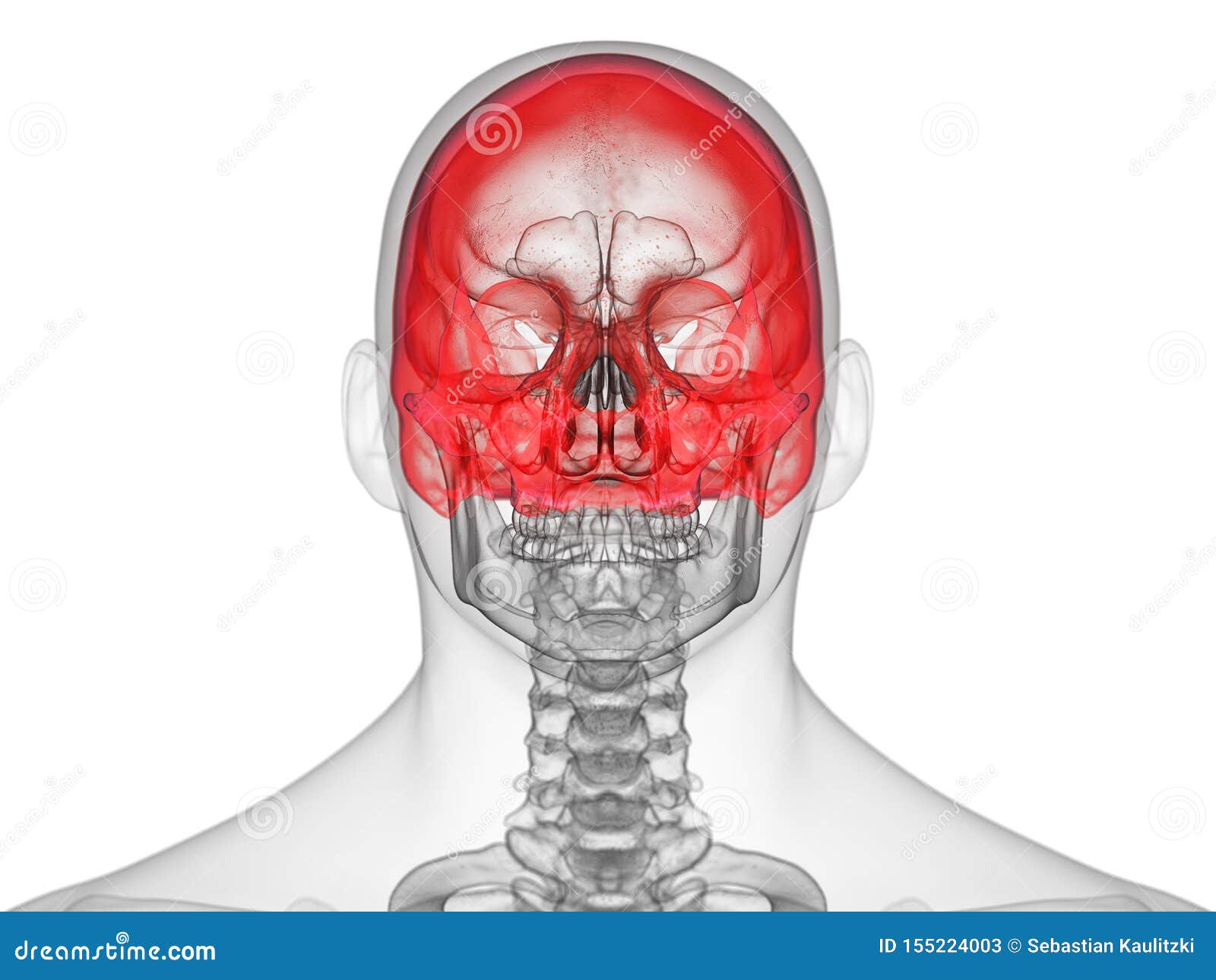 The cranium stock illustration. Illustration of skull - 155224003