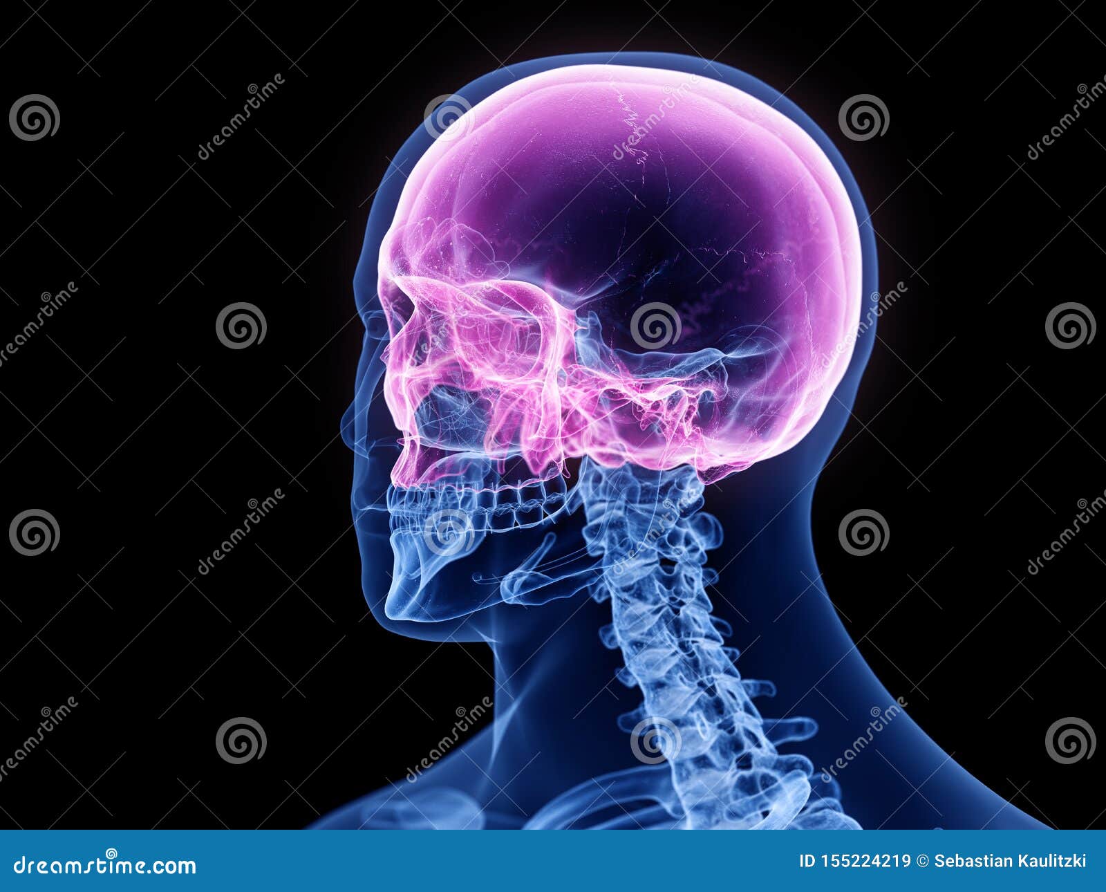 The cranium stock illustration. Illustration of anatomy - 155224219