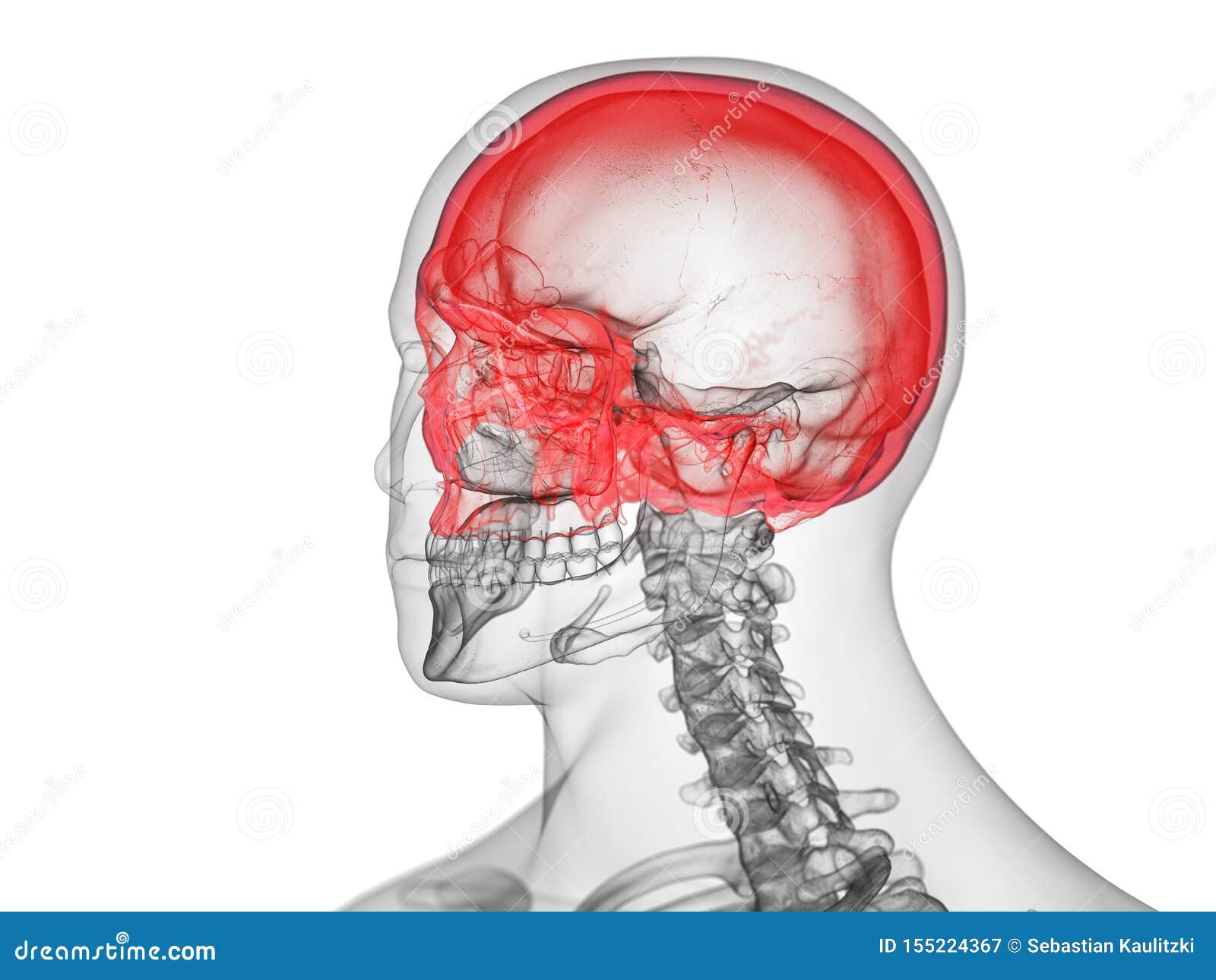 The cranium stock illustration. Illustration of artwork - 155224367