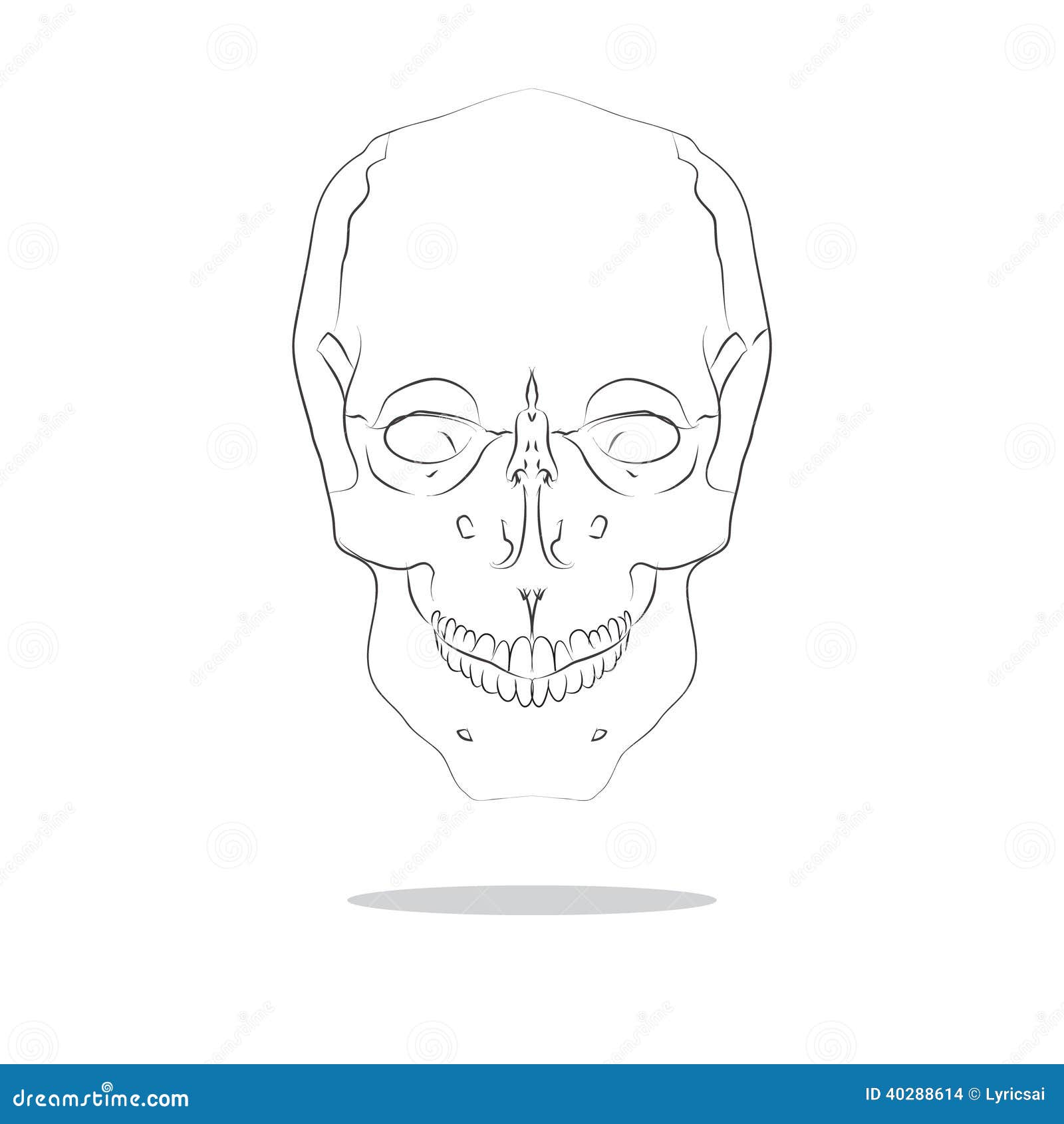 Cranium stock vector. Illustration of skull, head, bone - 40288614