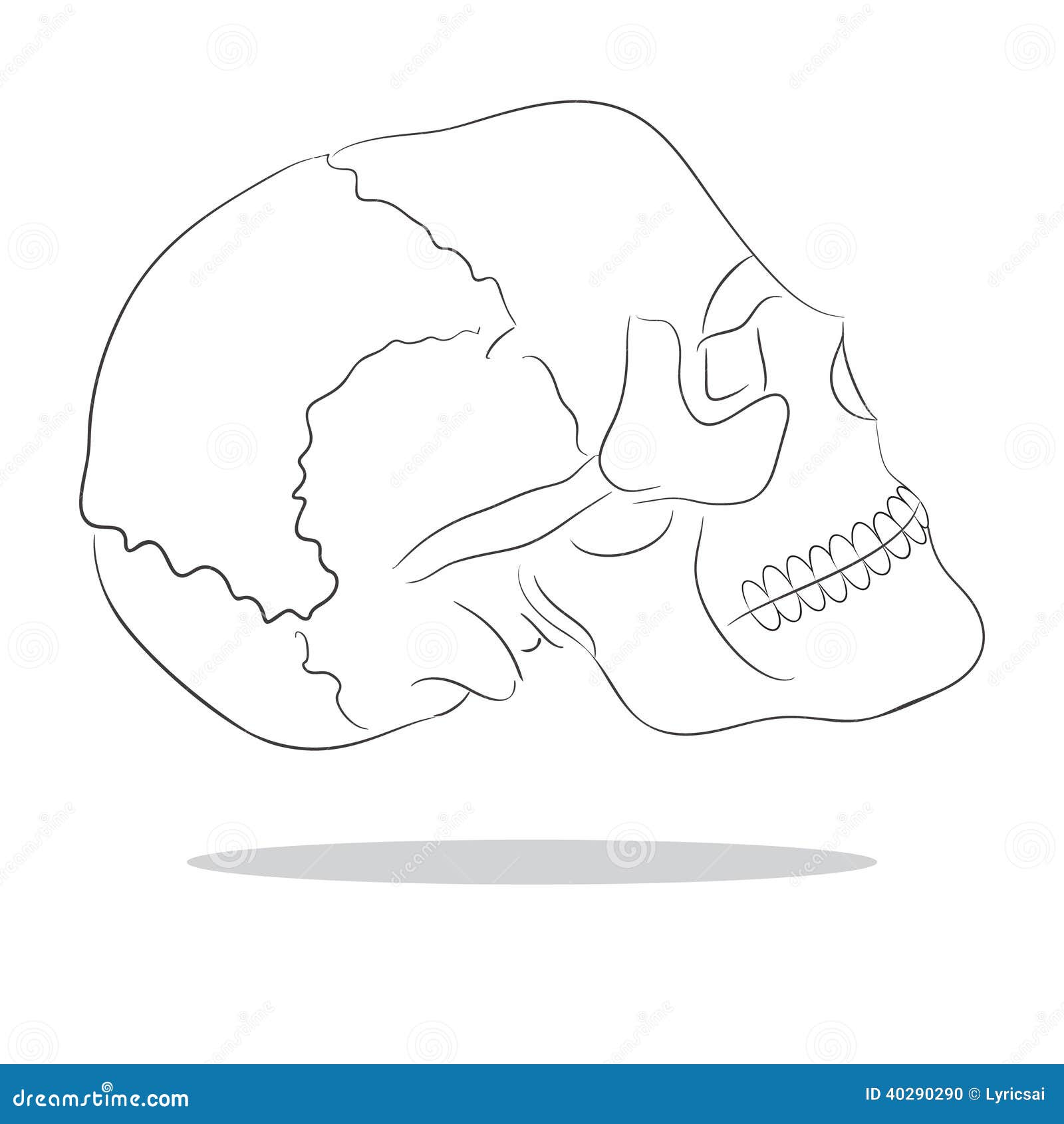 Cranium stock vector. Illustration of design, skeleton - 40290290