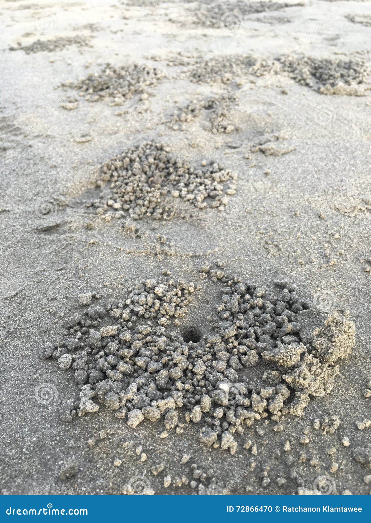 Cranny of wind crab. stock photo. Image of asphalt, animal - 72866470