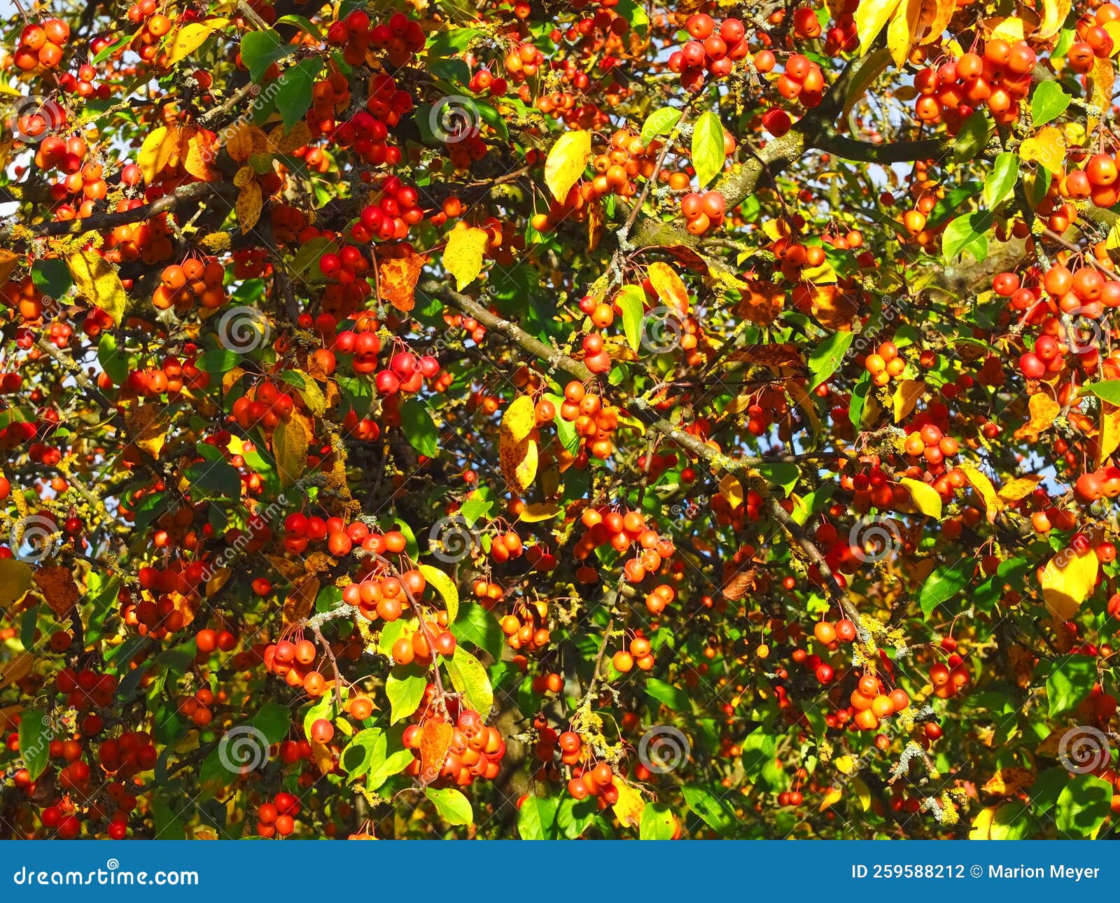 Apple Tree or Ornamental Apple Tree with Apples in Autumn Stock Photo ...