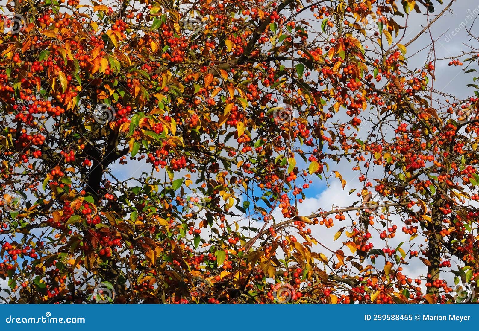 Apple Tree or Ornamental Apple Tree with Apples in Autumn Stock Image ...