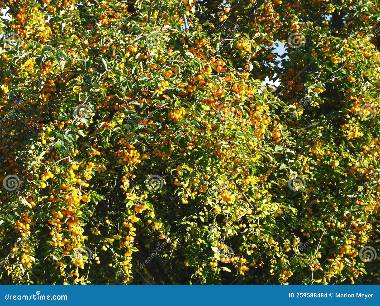 Apple Tree or Ornamental Apple Tree with Apples in Autumn Stock Photo ...