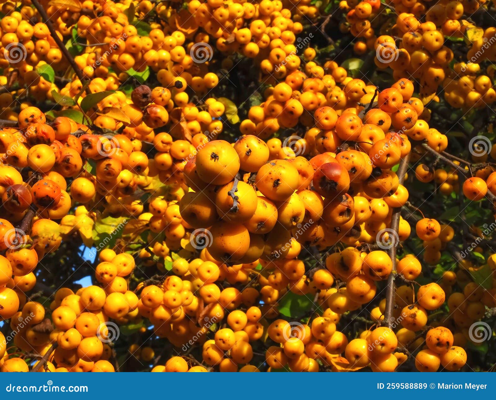 Apple Tree or Ornamental Apple Tree with Apples in Autumn Stock Image ...