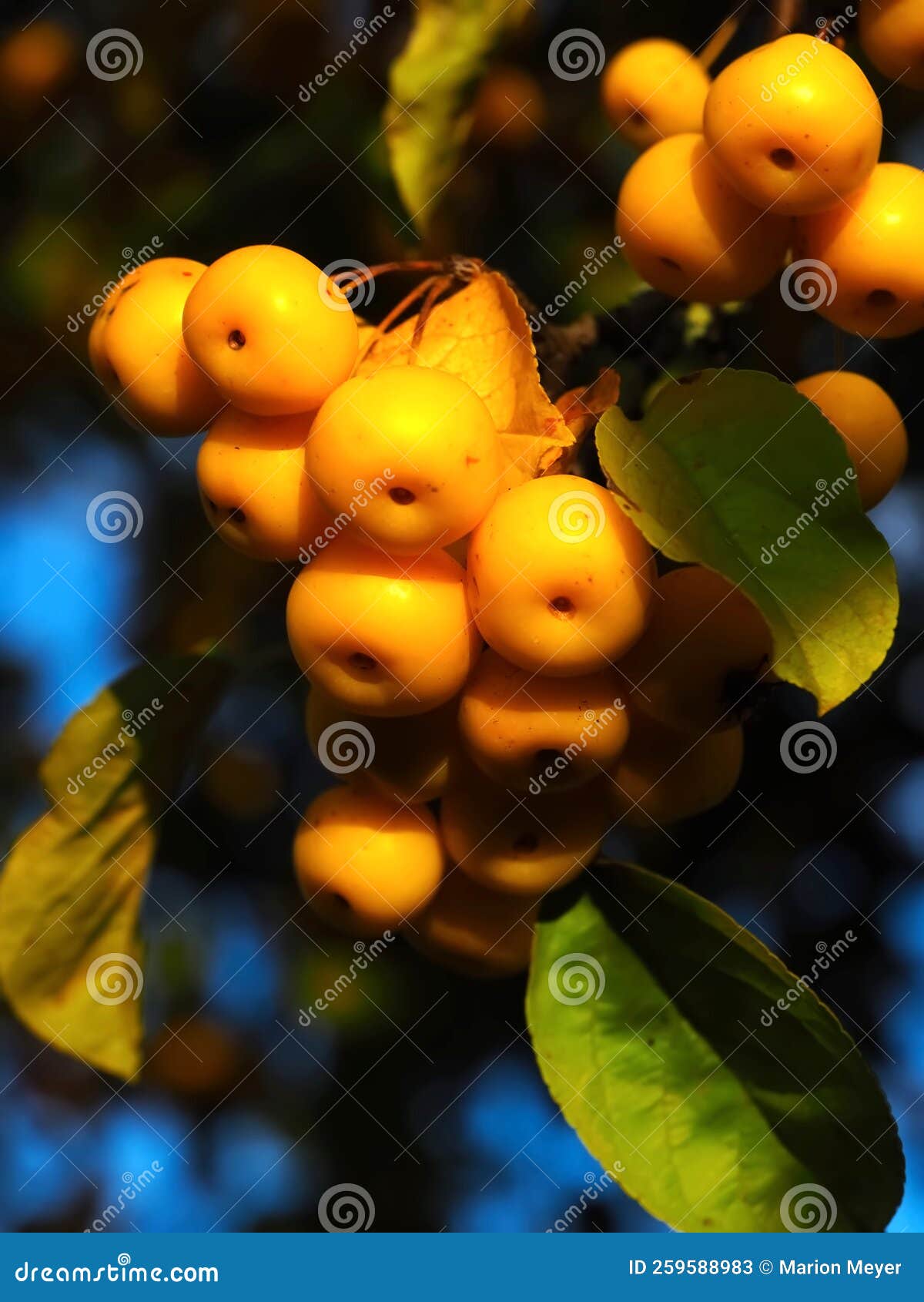 Apple Tree or Ornamental Apple Tree with Apples in Autumn Stock Image ...