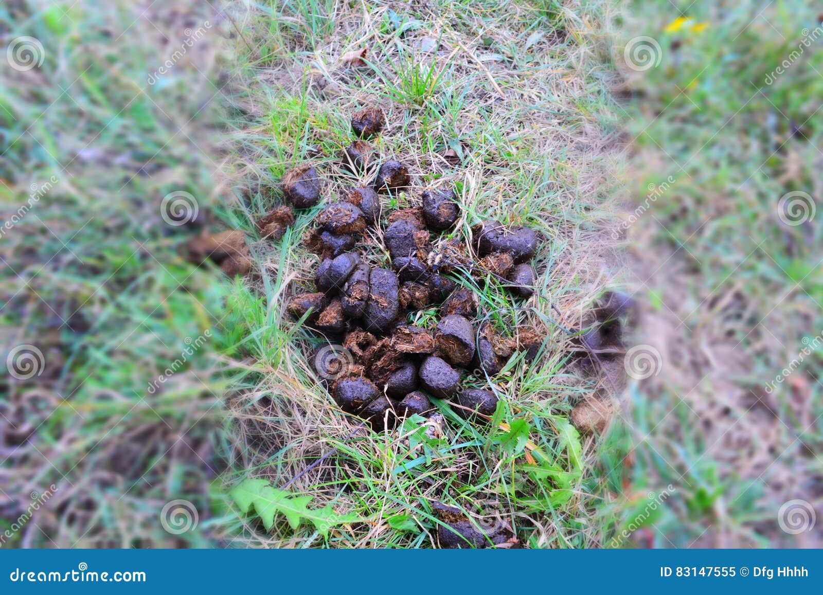 In the green grass stock image. Image of heap, brown - 83147555