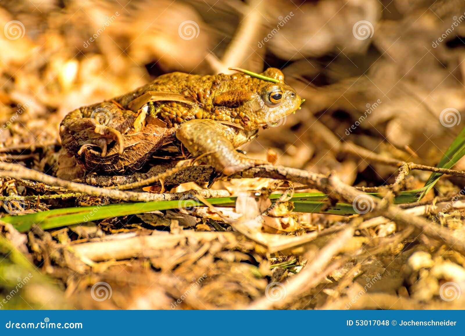 Crapaud commun photo stock. Image du verticale, canne - 53017048