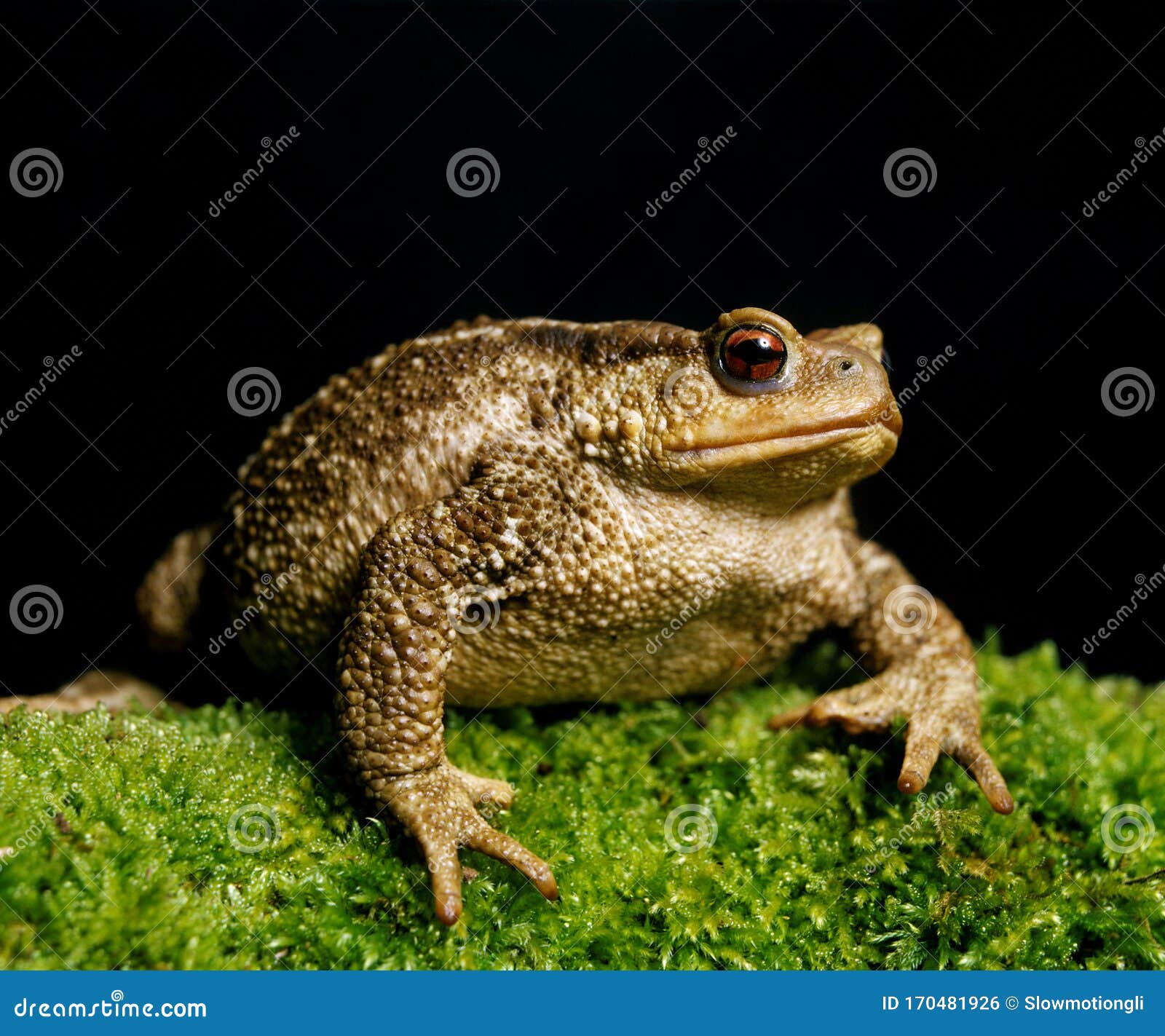 CRAPAUD COMMUN bufo bufo stock photo. Image of common - 170481926