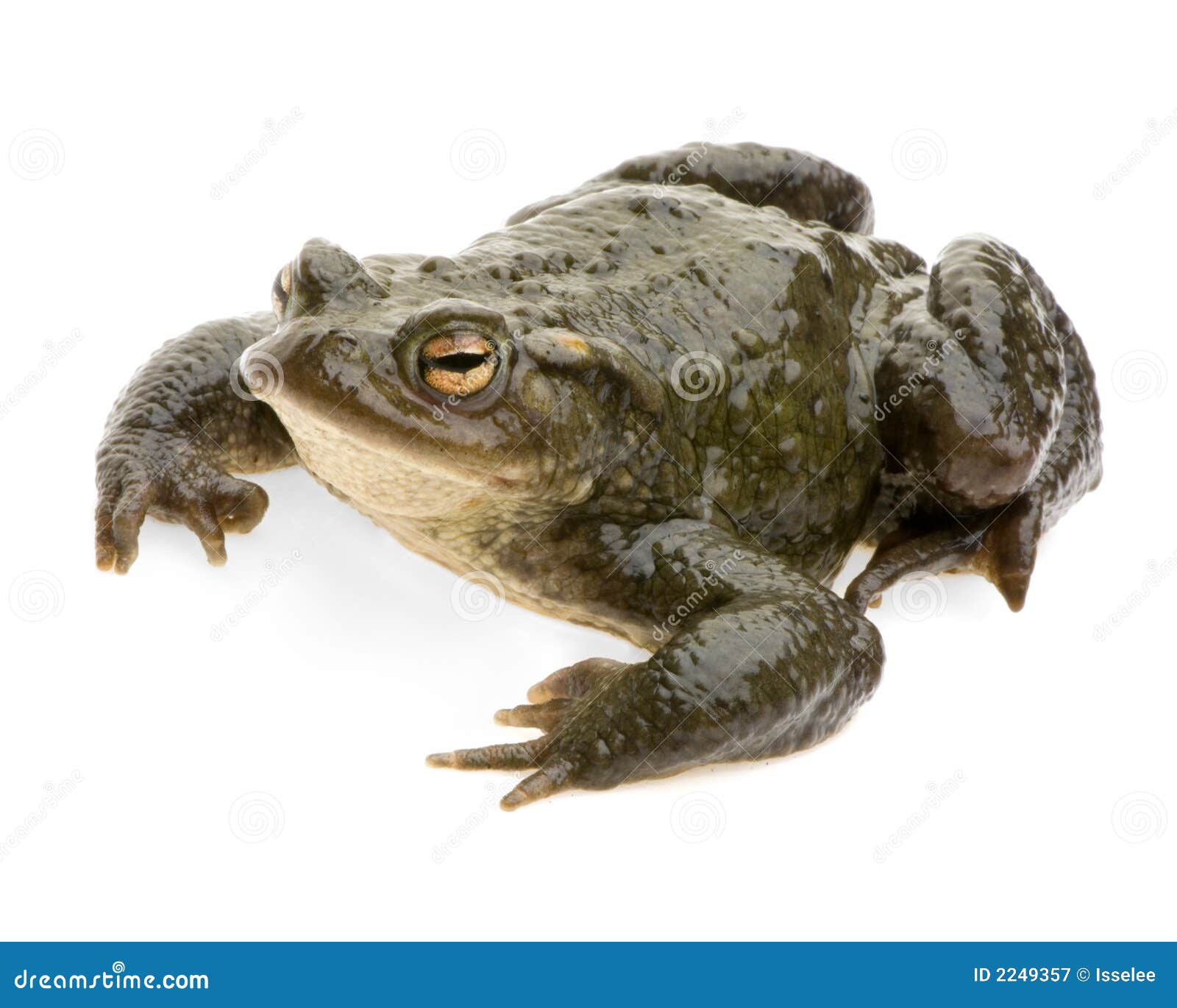 Crapaud Commun - Bufo De Bufo Image stock - Image du grenu, diforme ...