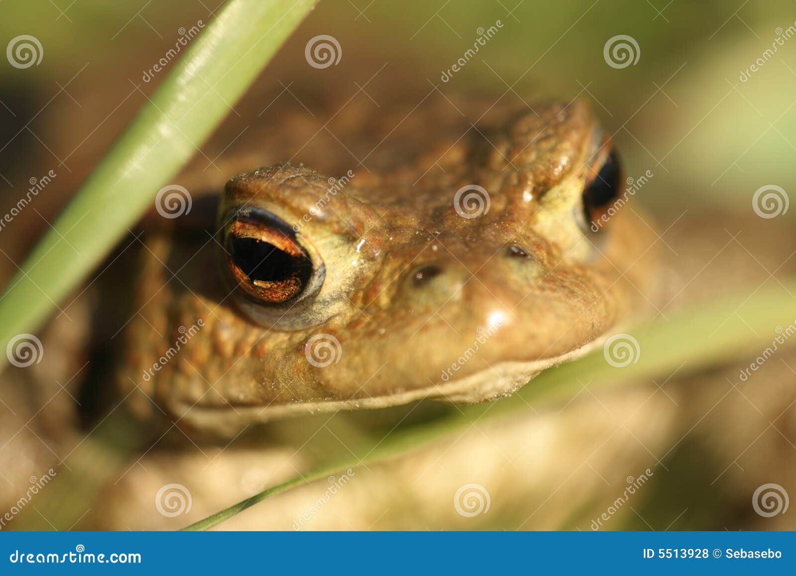 Crapaud Commun (bufo De Bufo) Photo stock - Image du oeil, crapaud: 5513928