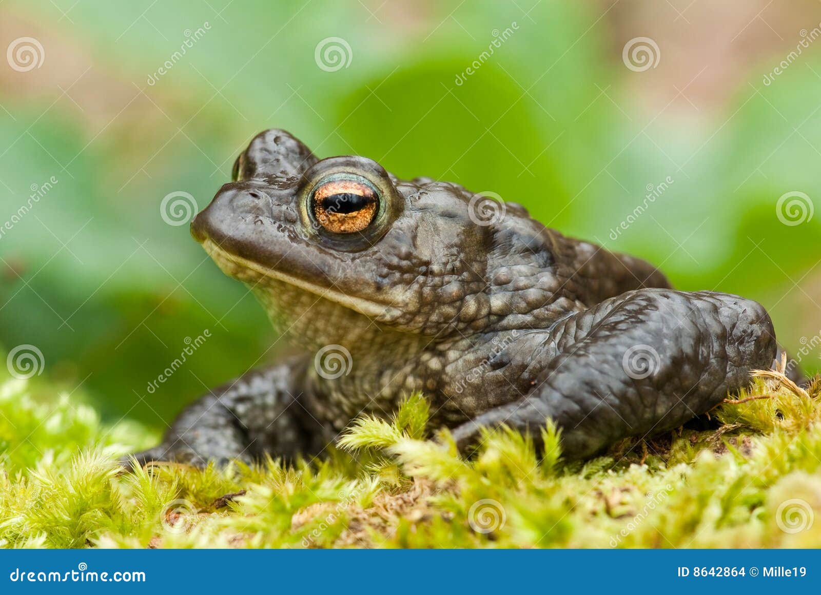 Crapaud Commun (bufo De Bufo) Photo stock - Image du sauvage, faune ...