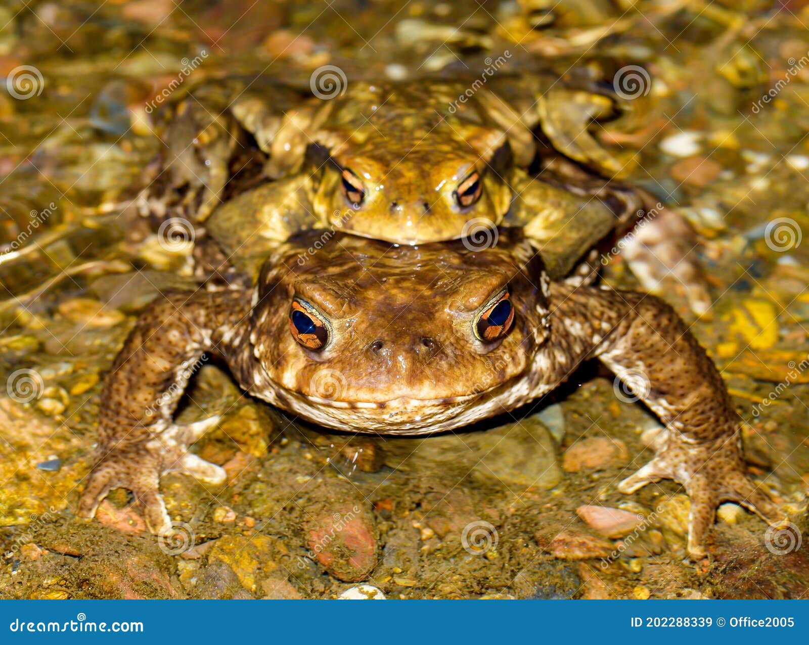 Crapaud commun image stock. Image du humide, embardée - 202288339