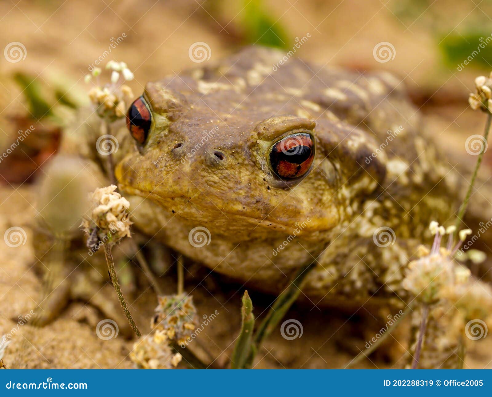 Crapaud commun image stock. Image du nature, marécage - 202288319